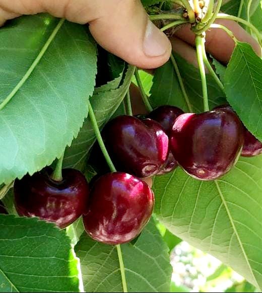 La cereza y un año que puede ser récord - Diario Río Negro