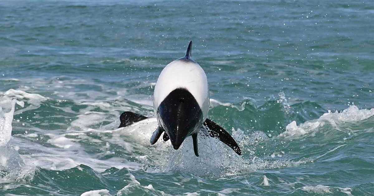 Los increíbles delfines patagónicos: «Es emocionante cuando se acercan ...