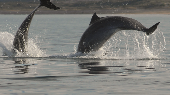 Cómo se distinguen los 3 delfines que viven en costas de Río Negro ...