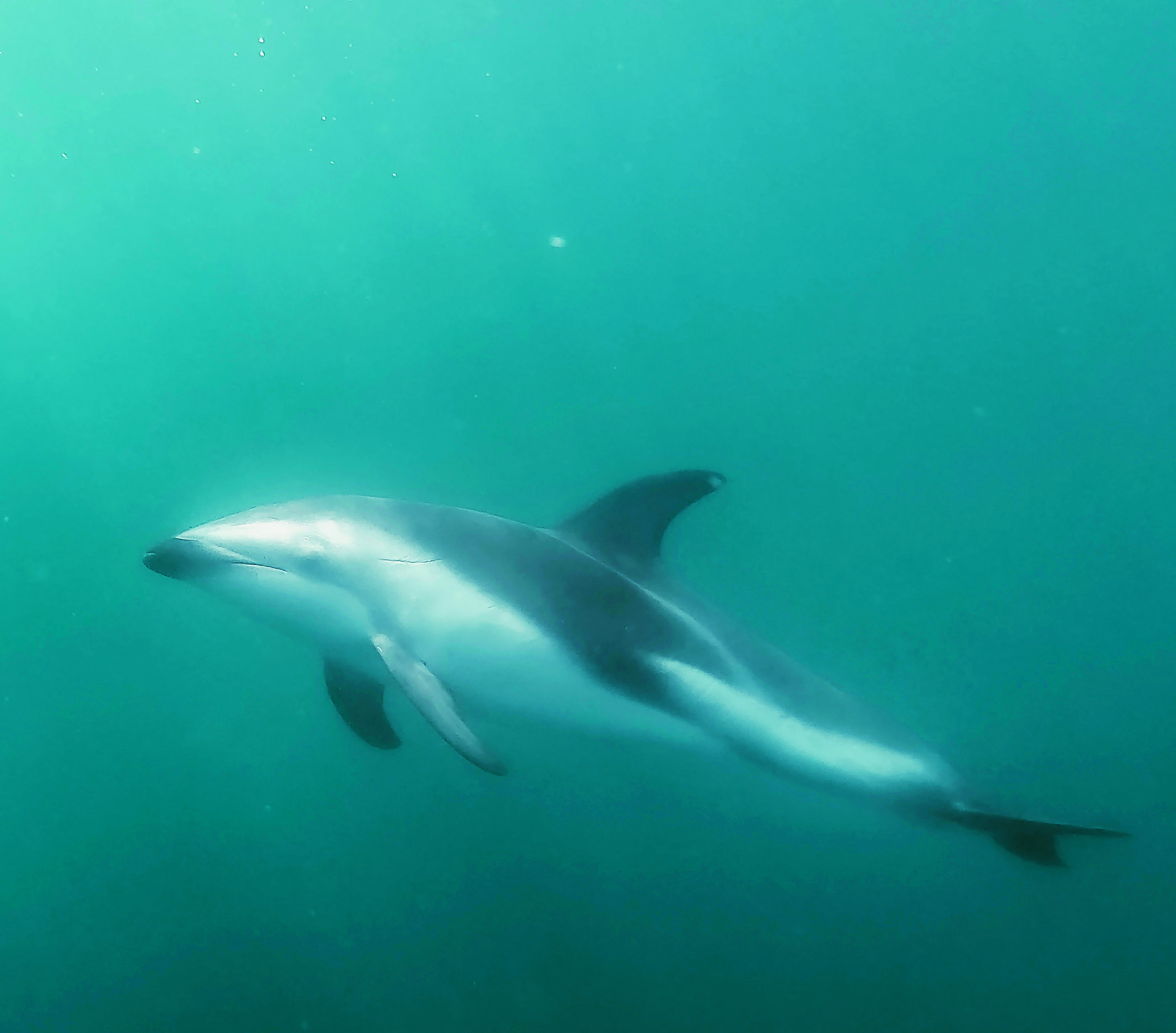 Cómo se distinguen los 3 delfines que viven en costas de Río Negro ...