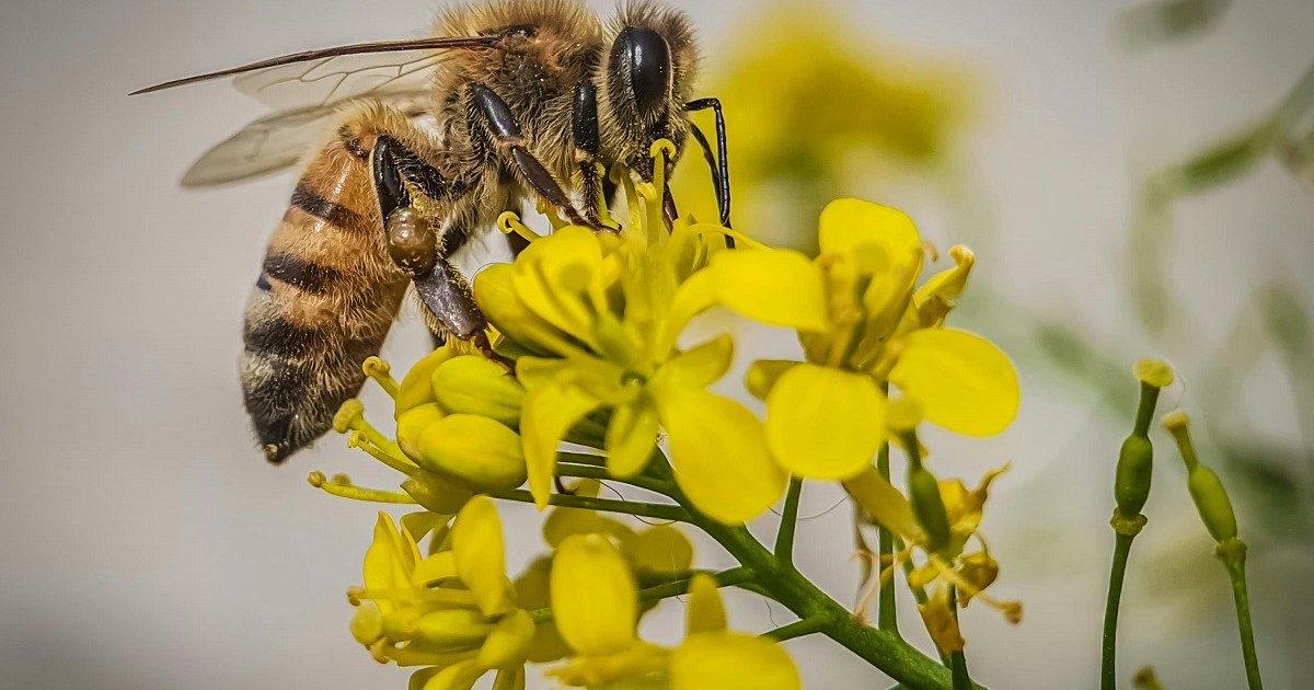 La curiosa vida de los insectos que reconocen caras humanas - Diario ...