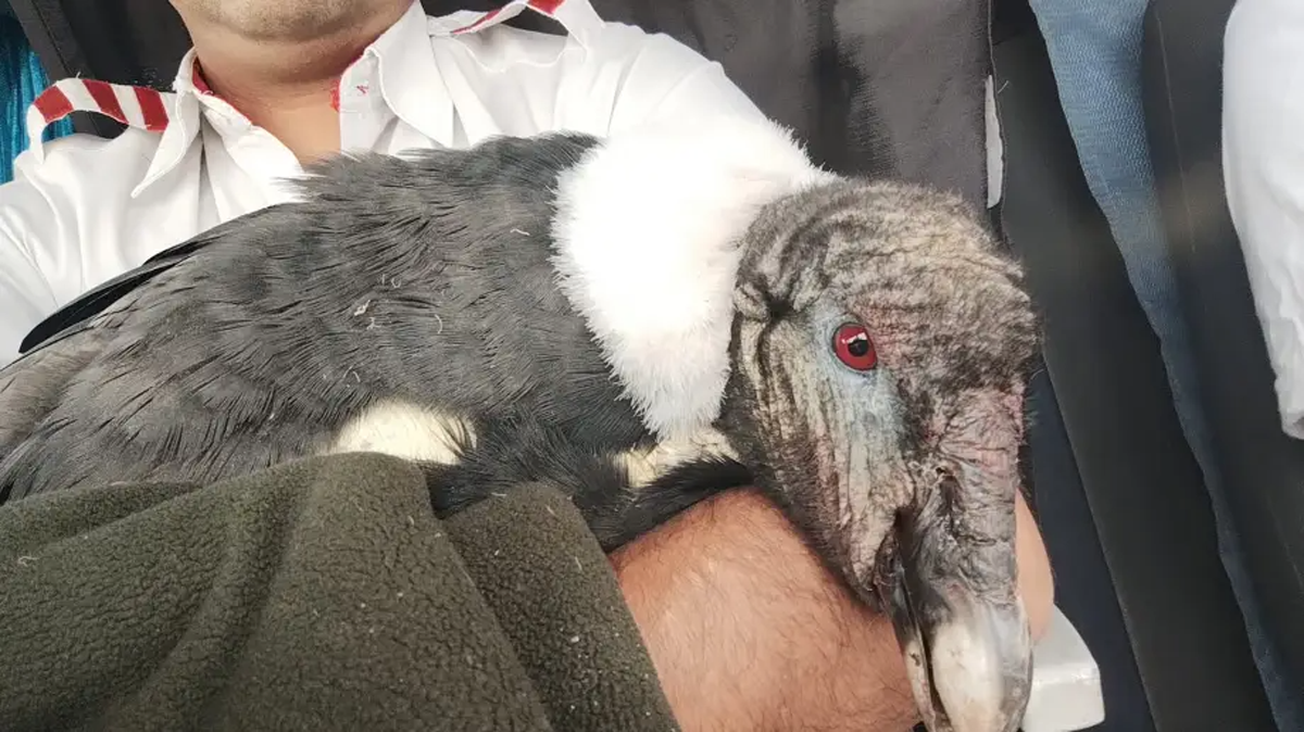 ¿Qué va a pasar con la hembra de cóndor que rescataron los choferes que ...
