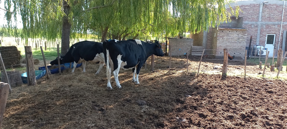 Raíces naturales, la chacra que produce lácteos de «vacas felices» en ...