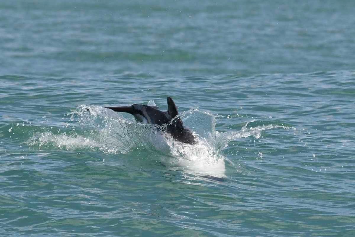 Conocé a las toninas, los delfines más hermosos y amigables en un paseo ...
