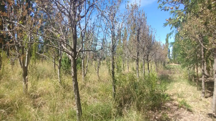 Productores de Picún Leufú llevan más de 20 días sin agua: «Buscamos ...