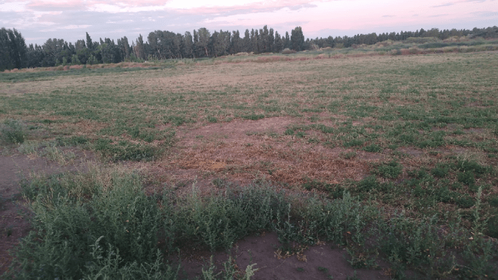 Productores de un pueblo de Neuquén llevan más de 20 días sin agua ...
