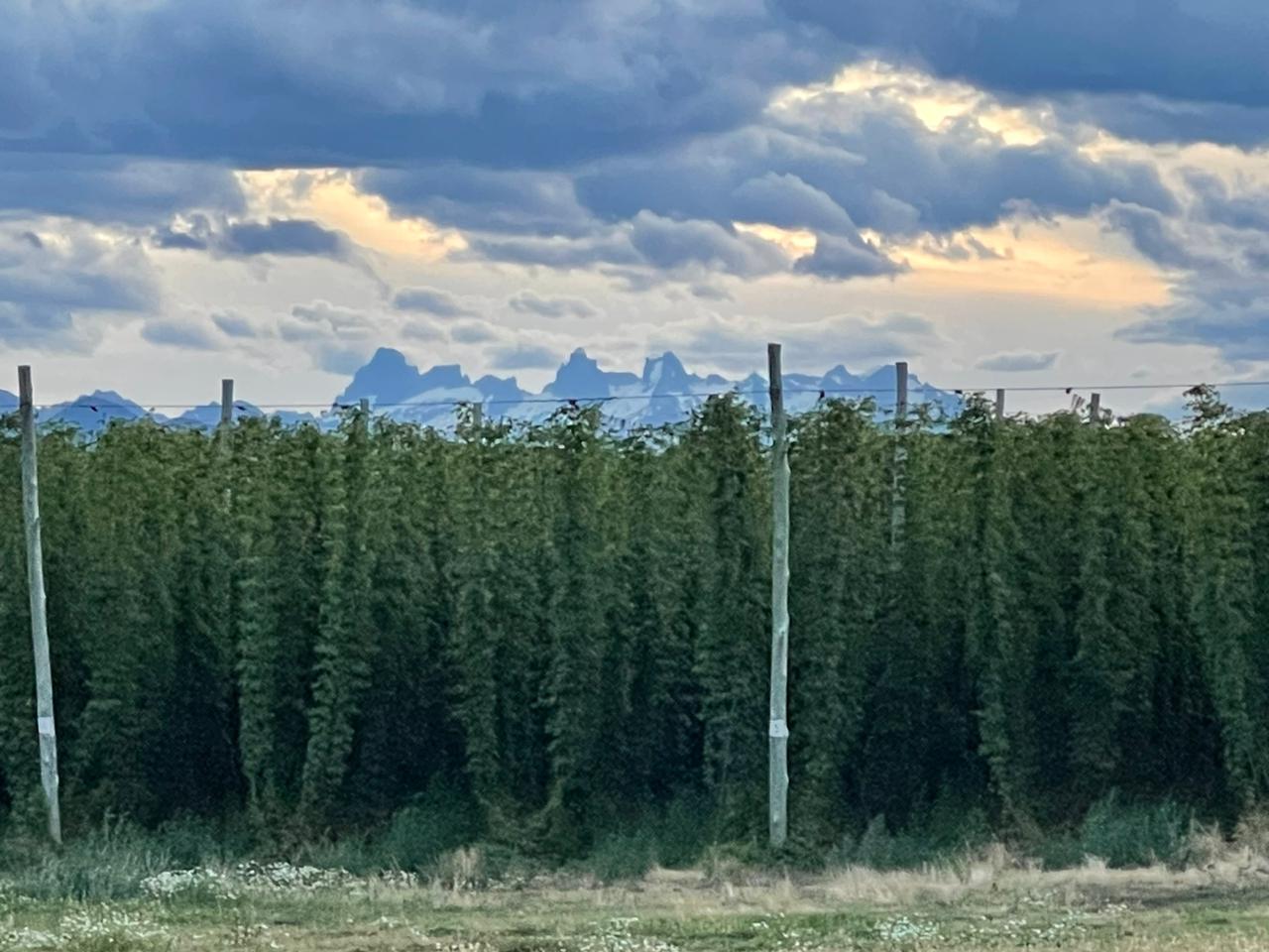 Largada para la temporada de cosecha de lúpulo en El Bolsón - Diario ...