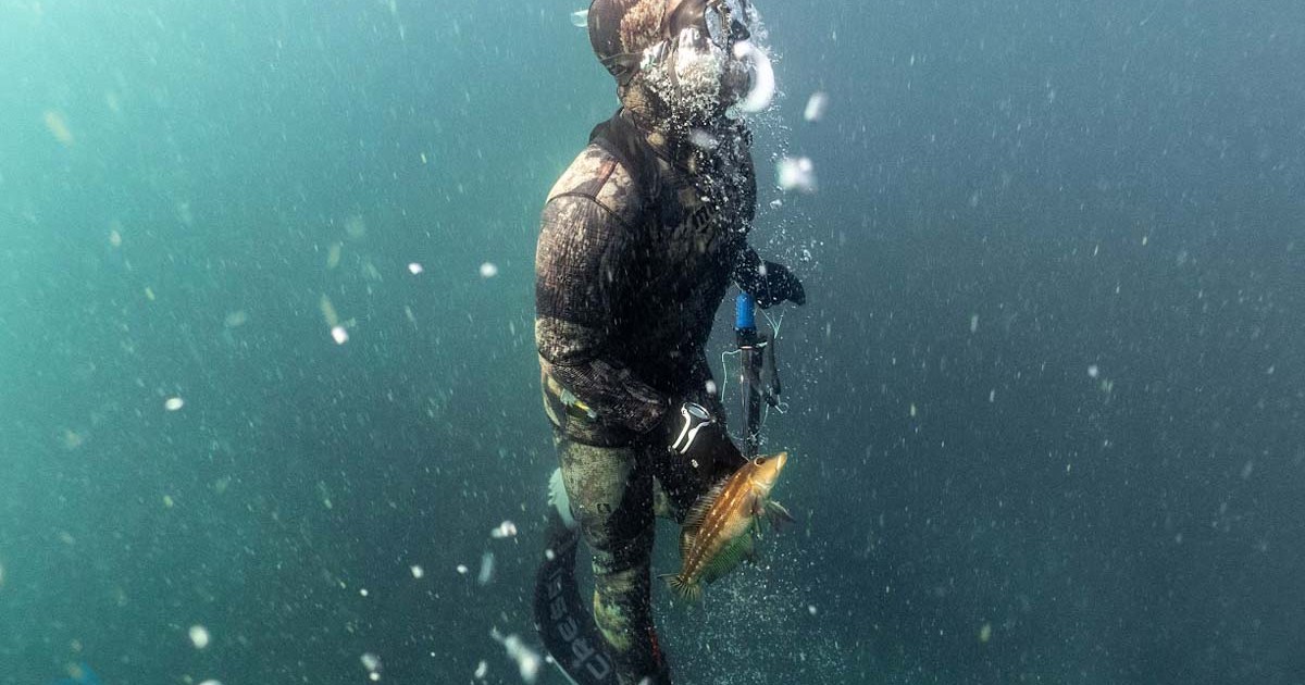 Video: Pesca submarina, los secretos de bucear, atrapar peces con ...