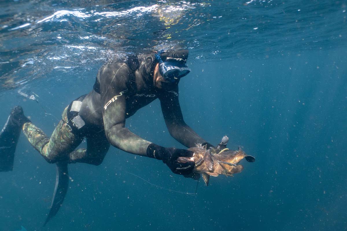 Video: Pesca submarina, los secretos de bucear, atrapar peces con ...