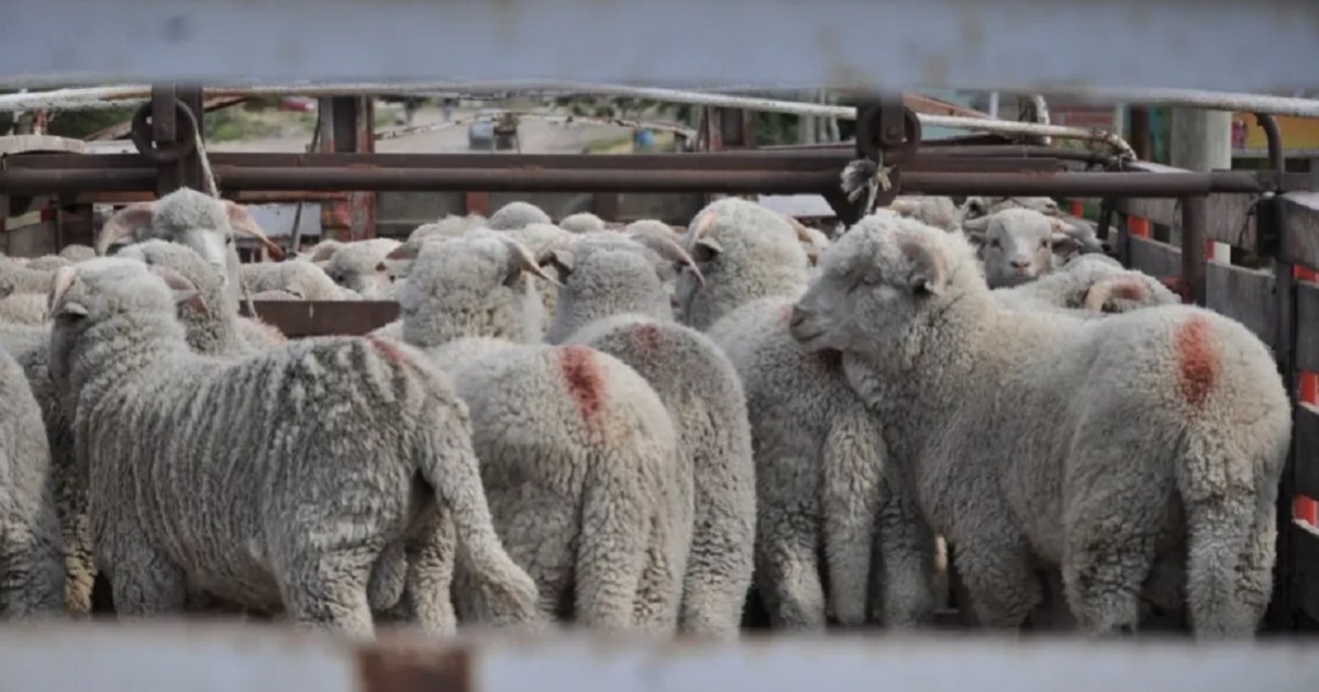 Los corderos podrían ser alimentados con insectos - Diario Río Negro