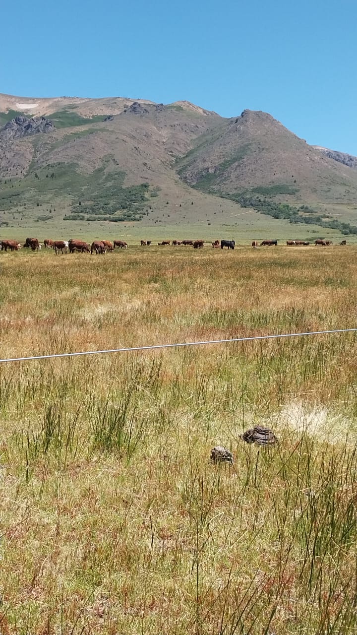 Así trabajan los ganaderos de Neuquén para recuperar los campos ...