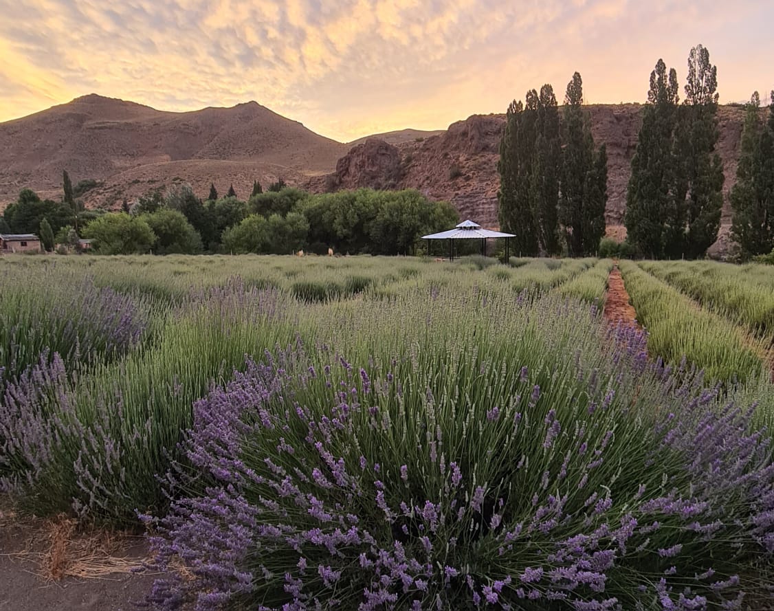 Lavandas del Limay: una experiencia de producción agroecológica - Diario Río Negro