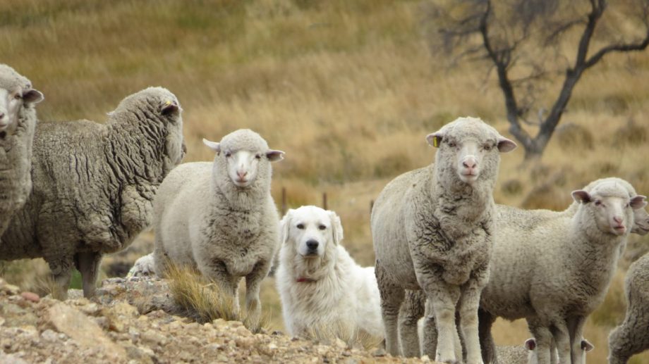 Elaboran en Neuquén una guía para la cría de perros protectores del ...