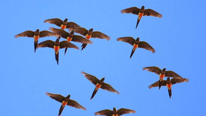 Psitacosis: qué es «la enfermedad de los loros» por la que murió un ...