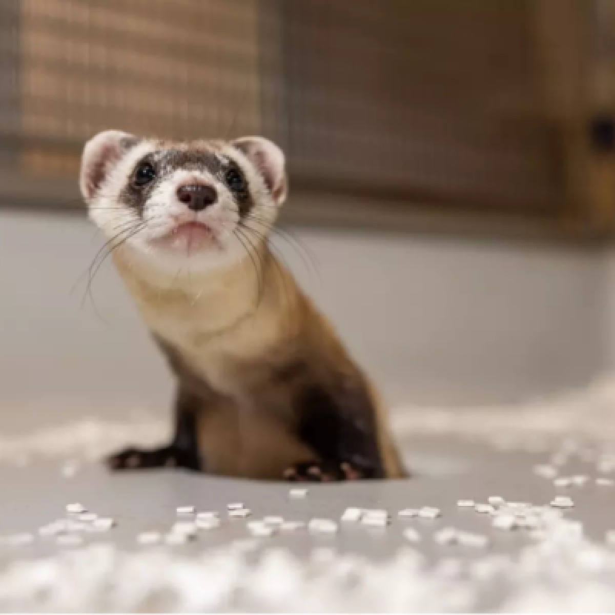 Dos animales de una especie en peligro de extinción fueron clonados a ...