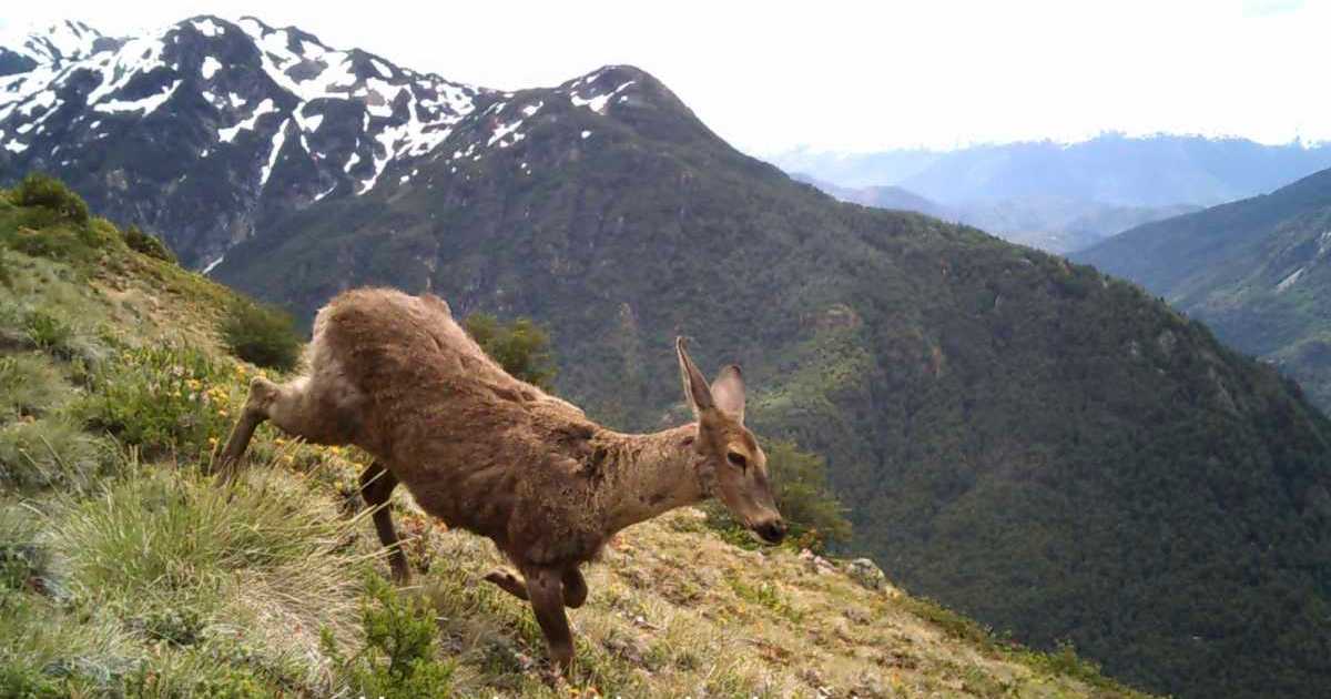 Capturan hermosas postales de un huemul en el Parque Nacional Lago ...