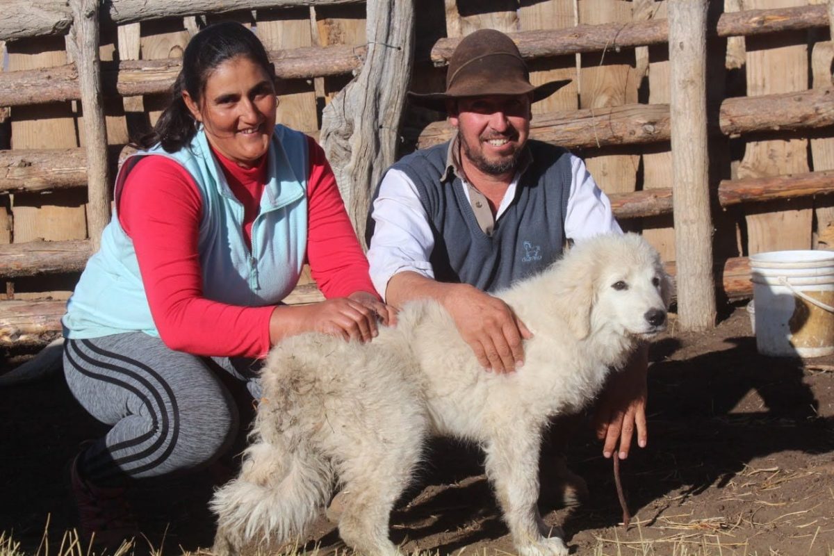 Elaboran en Neuquén una guía para la cría de perros protectores del ...