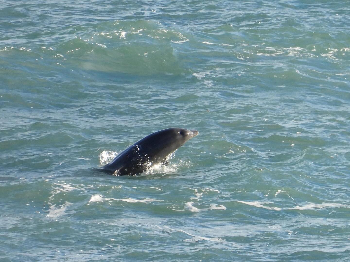 Las fotos del paseo familiar de estos delfines en La Lobería te van a ...