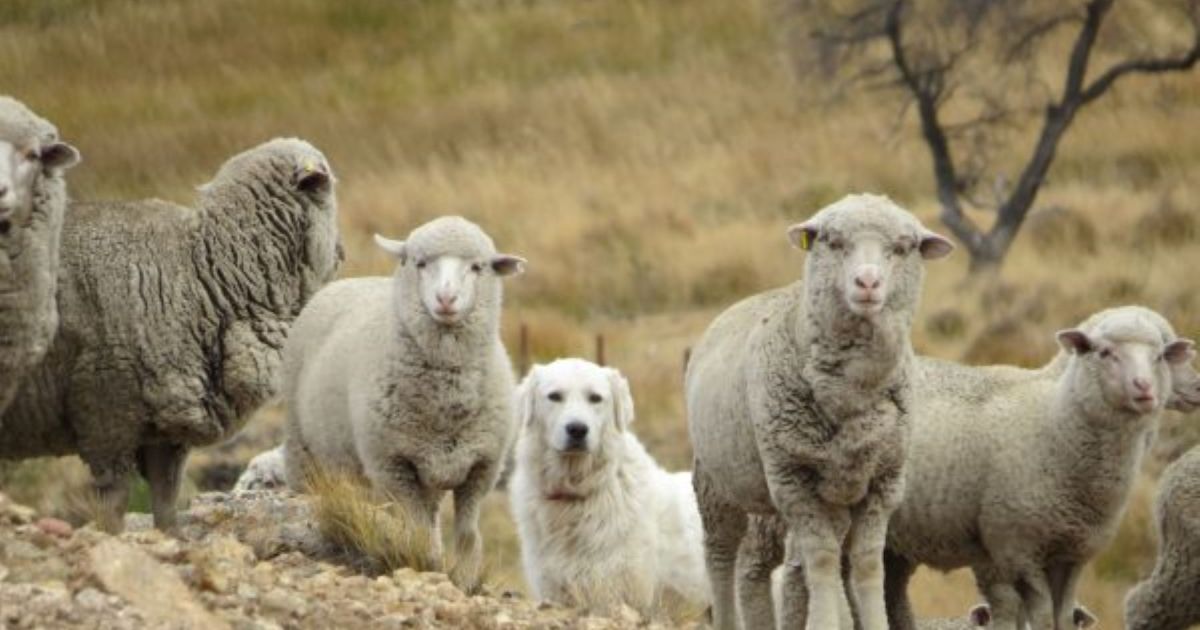 Por la muerte de un cóndor piden el combate ‘amigable’ de zorros y ...