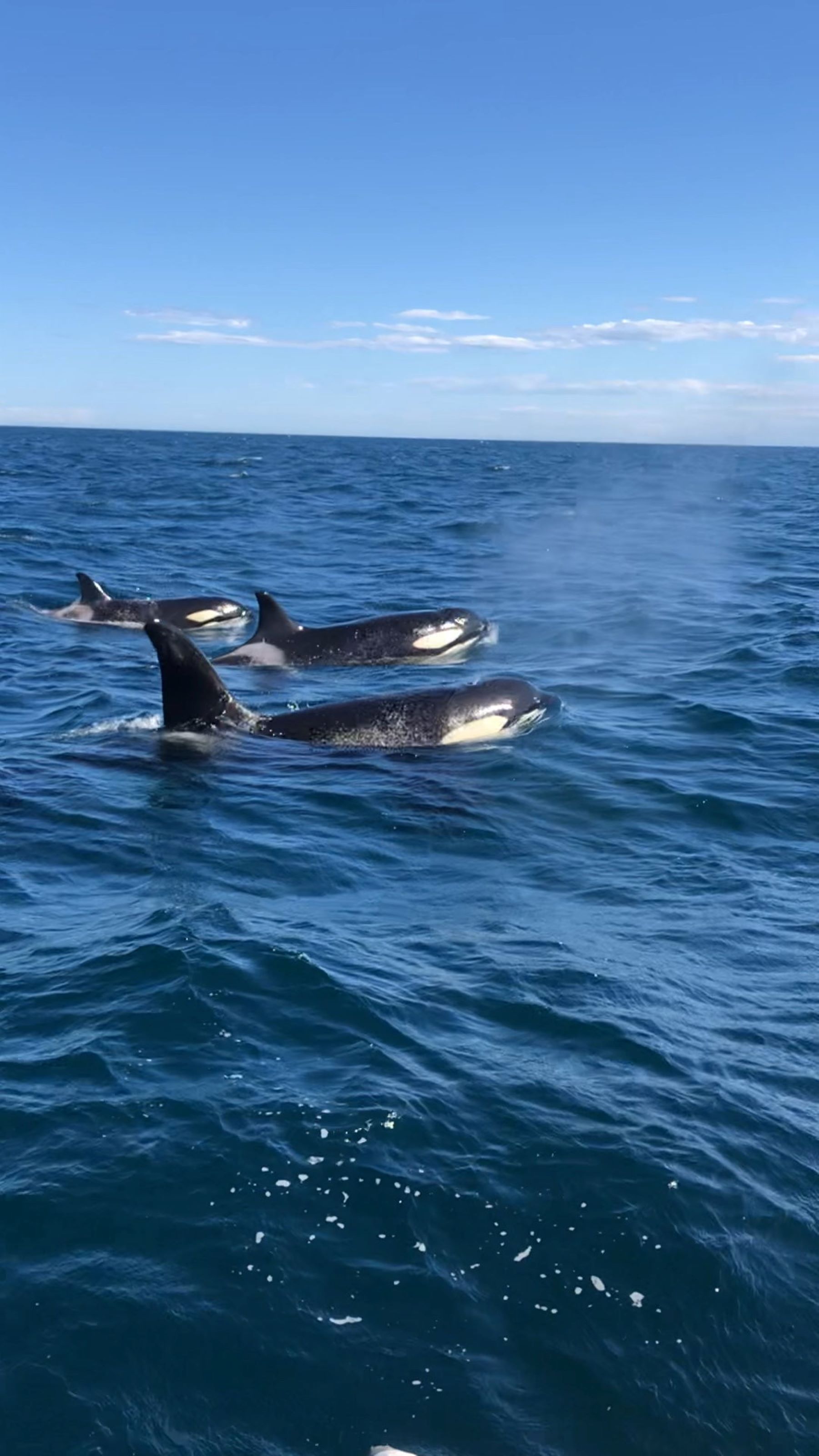 ¿Conocés a las orcas? Las hembras lideran manadas, viven 90 años y ...