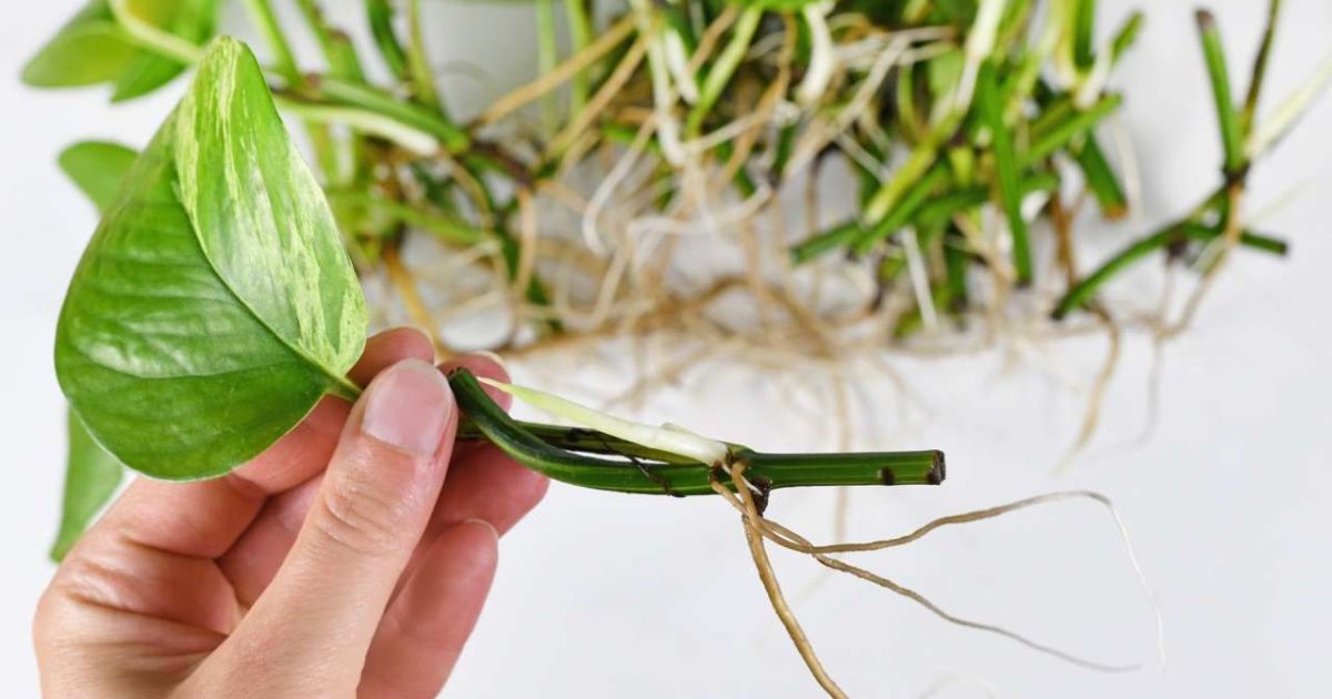 Cómo enraizar cualquier planta con este truco casero - Diario Río Negro