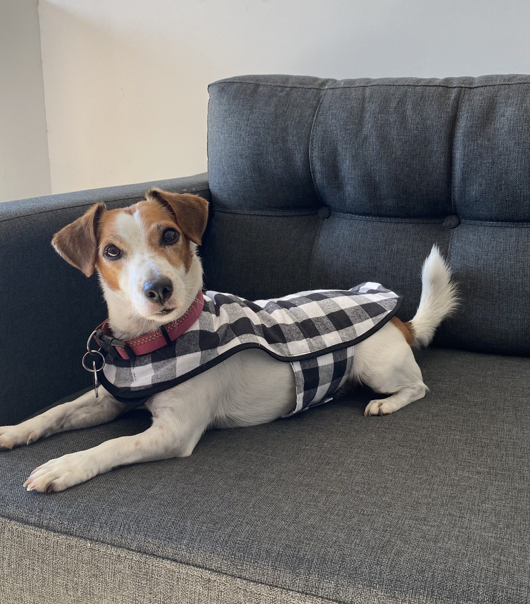 Como Hago Para Que Mi Perro Use Ropa