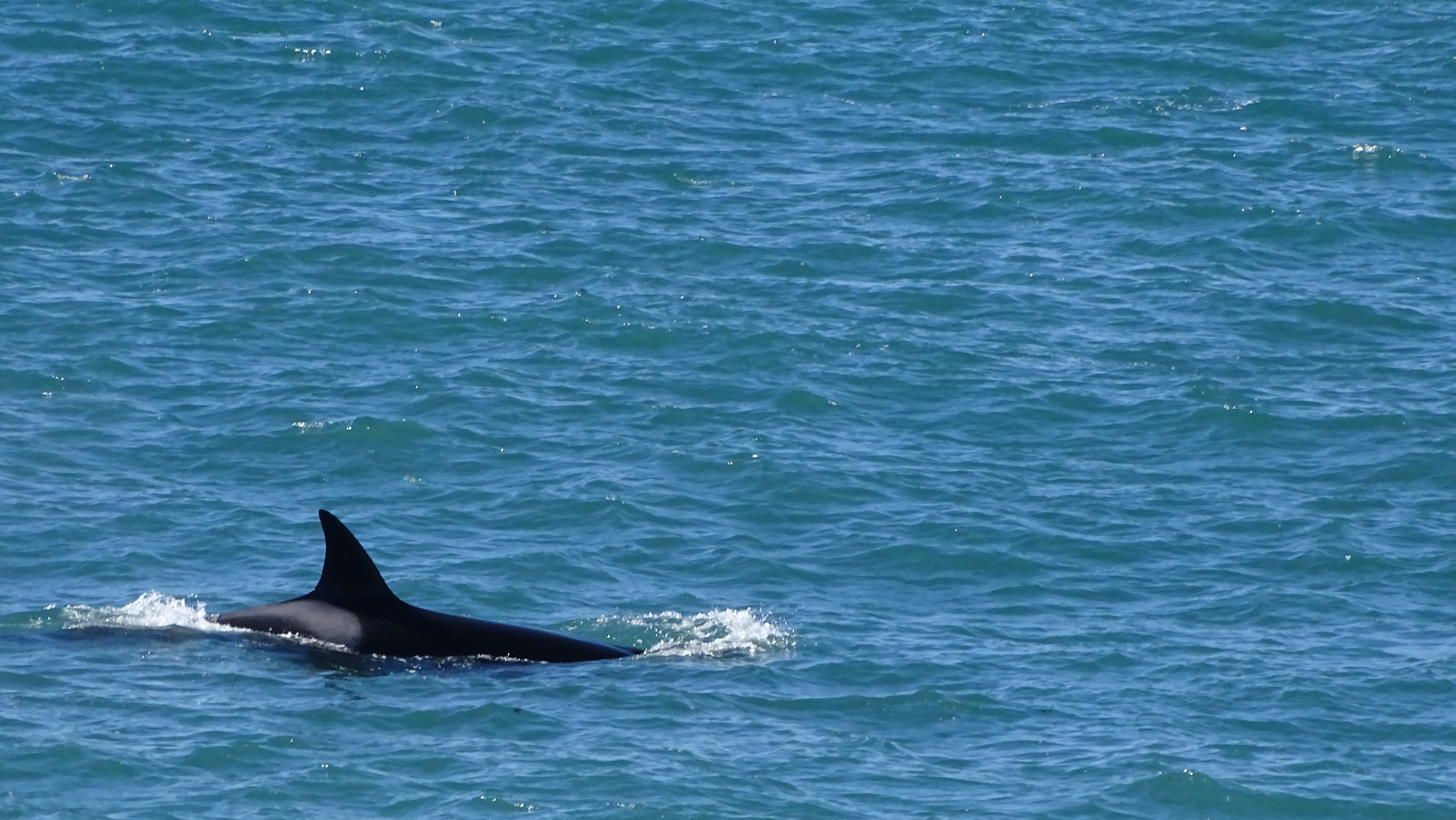 ¿Conocés a las orcas? Las hembras lideran manadas, viven 90 años y ...