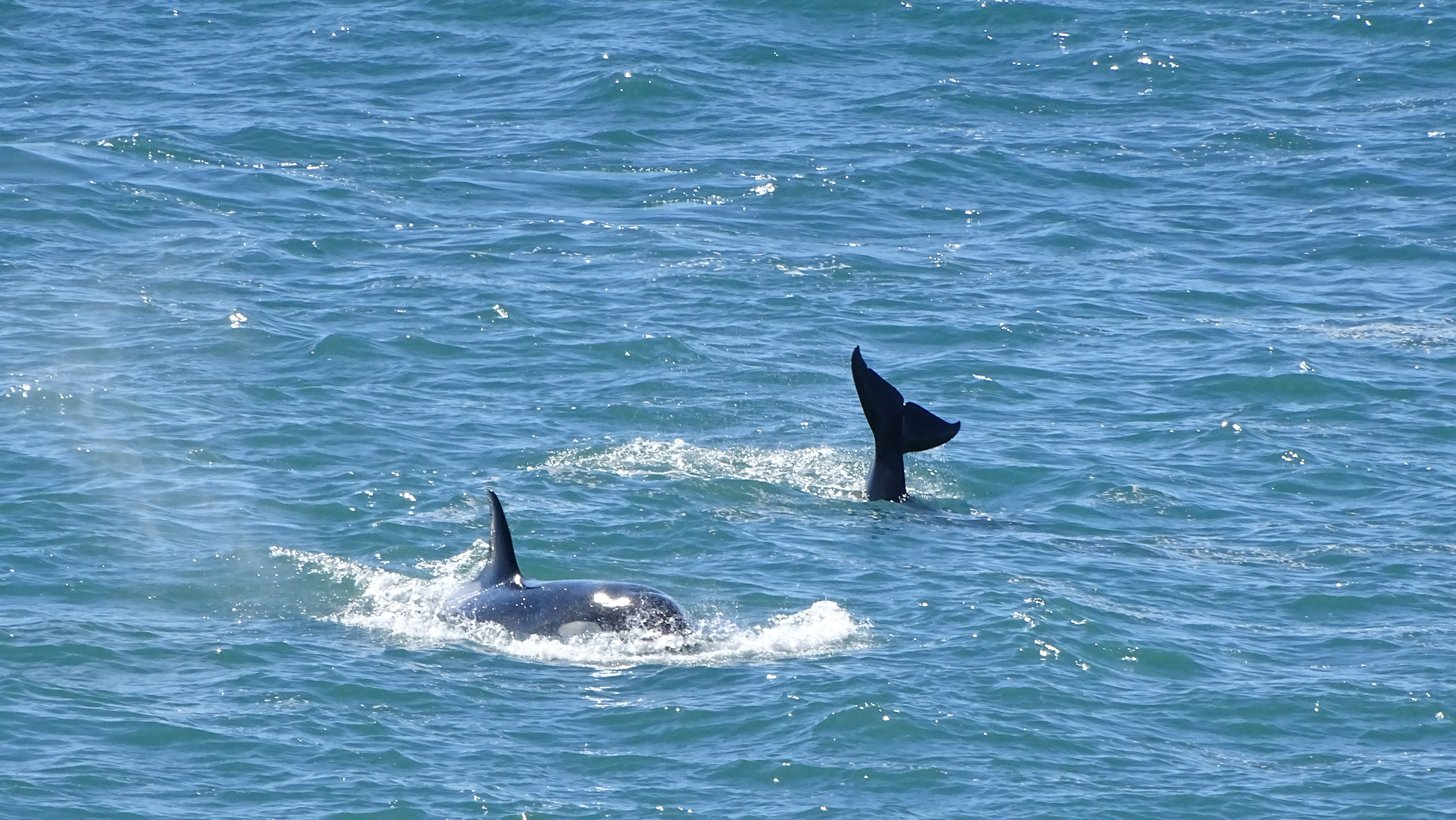 ¿Conocés a las orcas? Las hembras lideran manadas, viven 90 años y ...