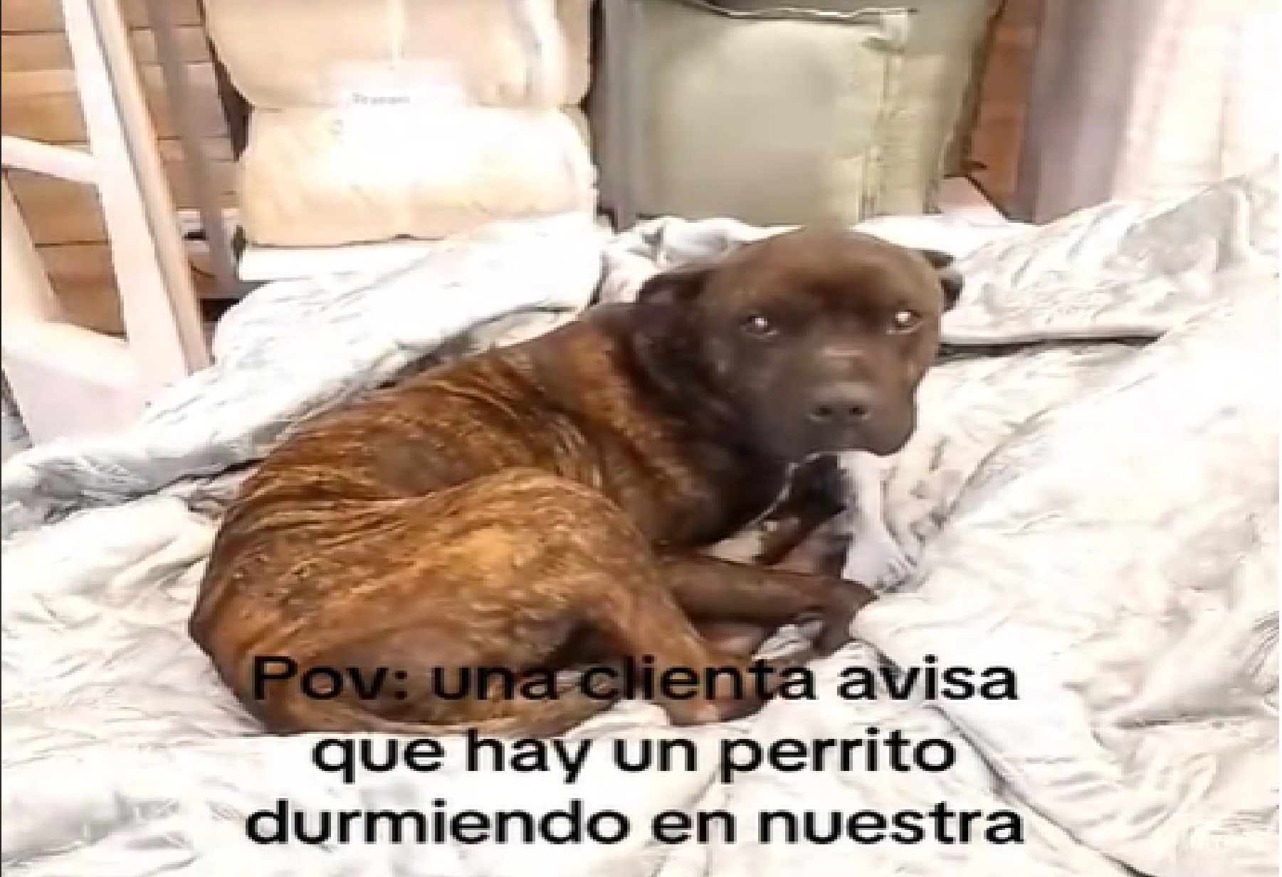 Video | Un perrito se acostó a dormir en un local de colchones en ...