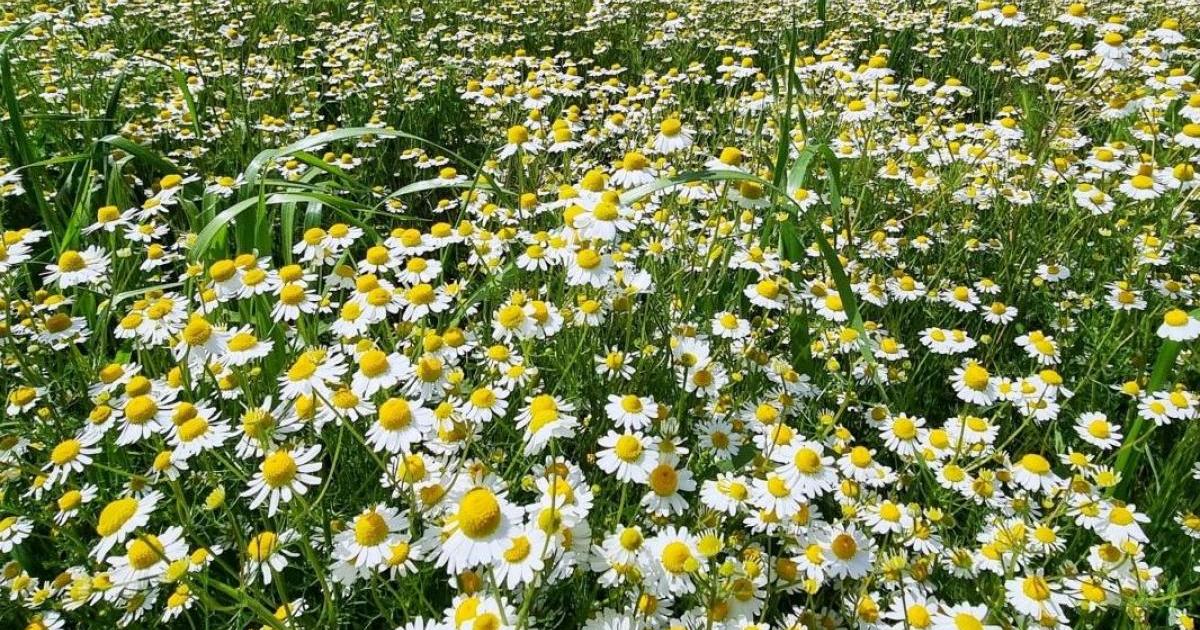 ¿Artritis?: esta planta ayuda a las articulaciones y regenera el ...