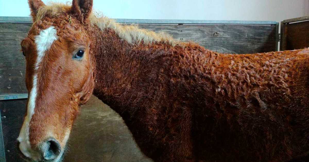 Un día de campo para conocer a los caballos con rulos de Río Negro ...