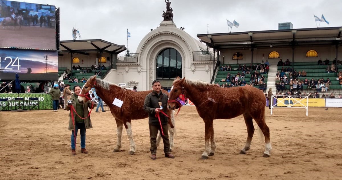 Los caballos con rulos de Río Negro, únicos en América del Sur, son ...