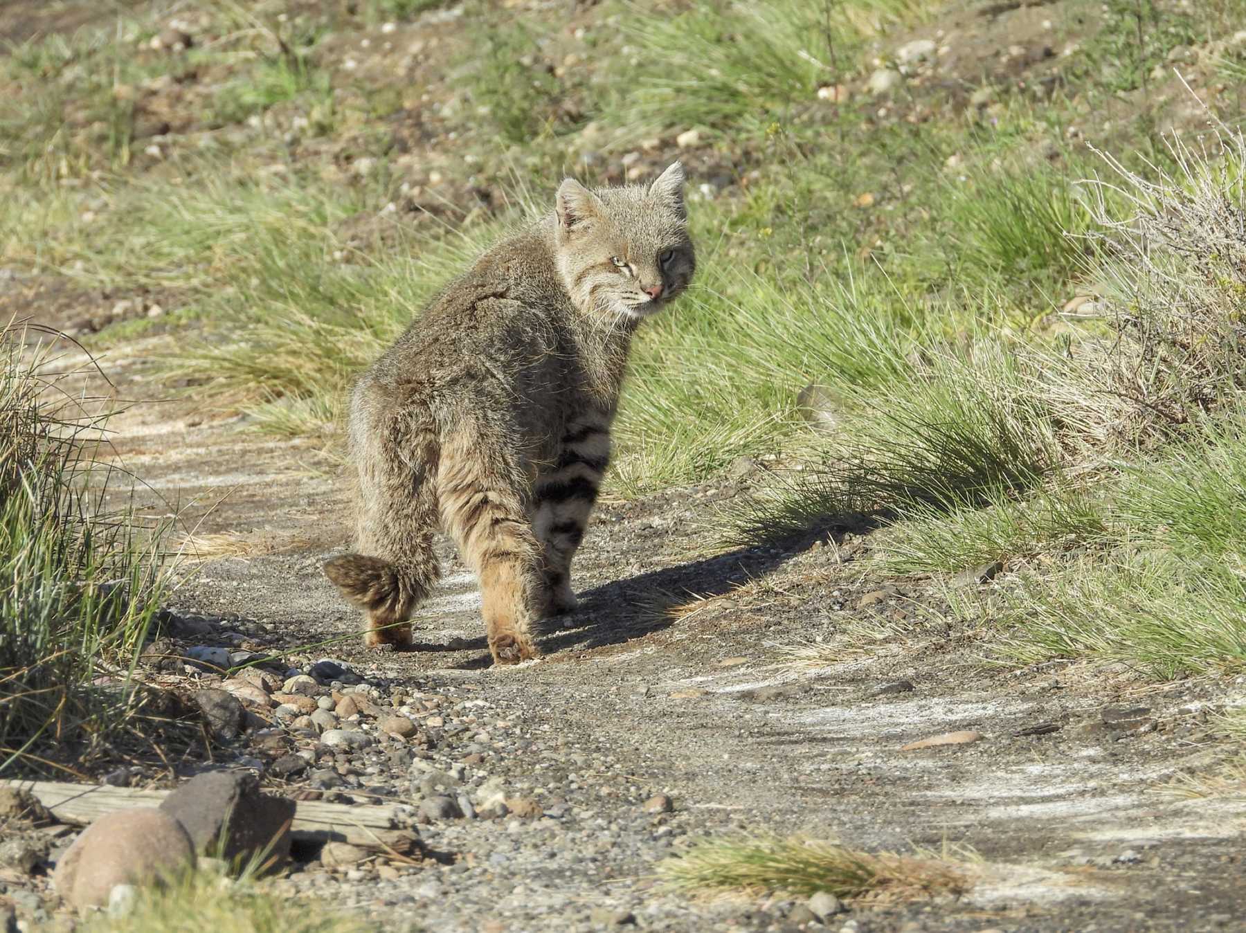Los misterios del gato de Pajonal: investigan al felino más pequeño de ...