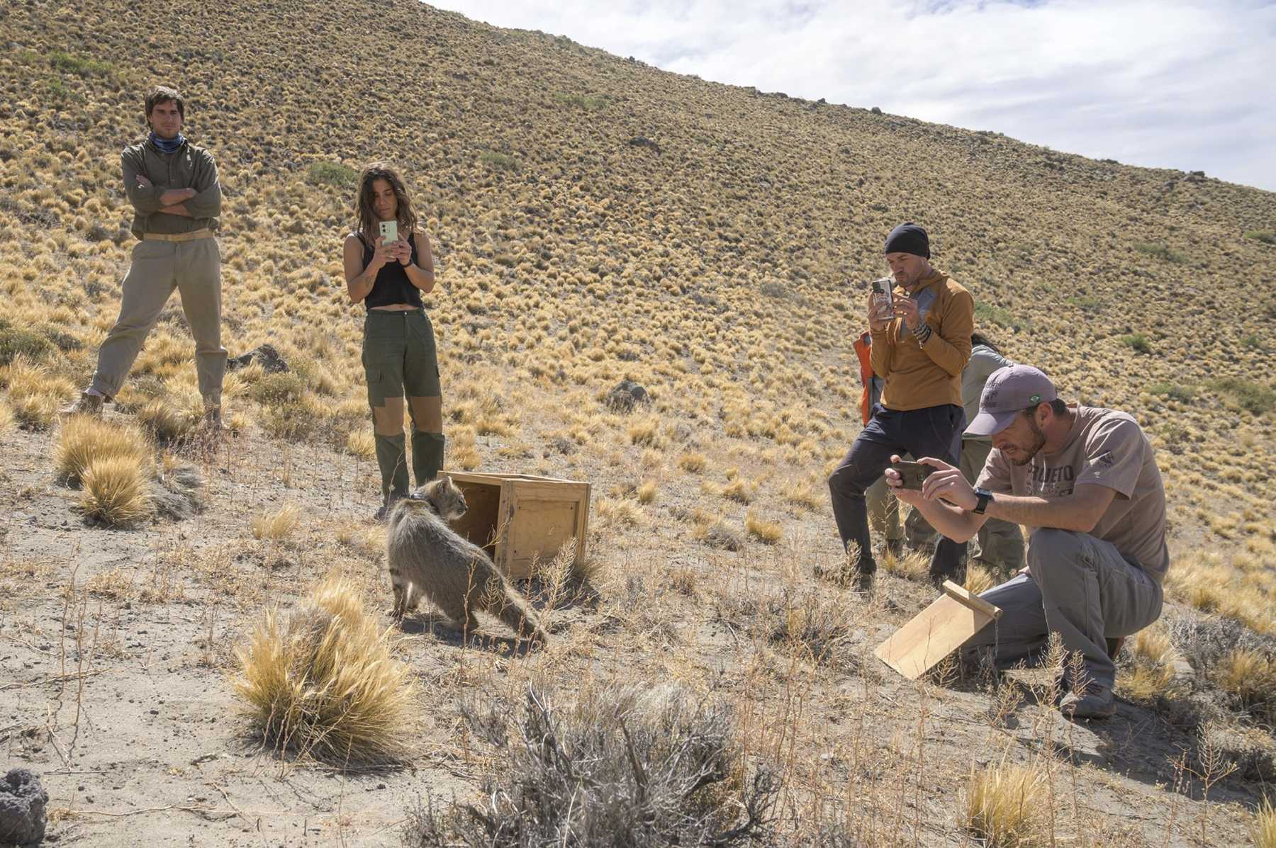 Los misterios del gato de Pajonal: investigan al felino más pequeño de ...