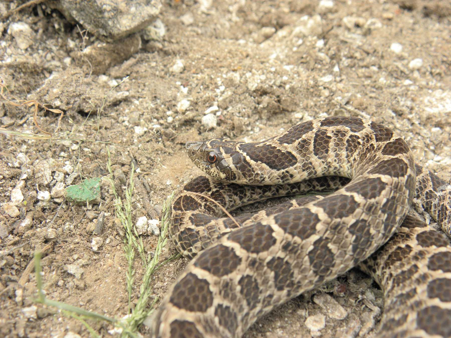 Serpientes en Río Negro y Neuquén: hay cinco especies venenosas, cómo ...