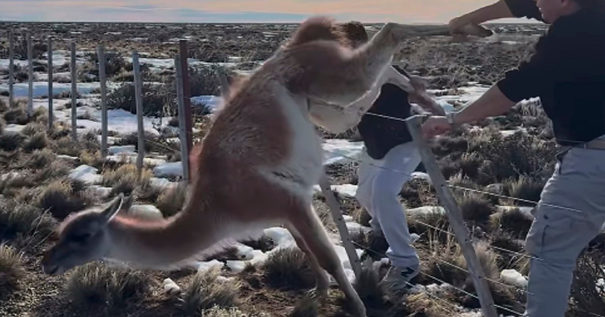 Video: el gobernador de Santa Cruz y su hijo liberaron con mucho ...