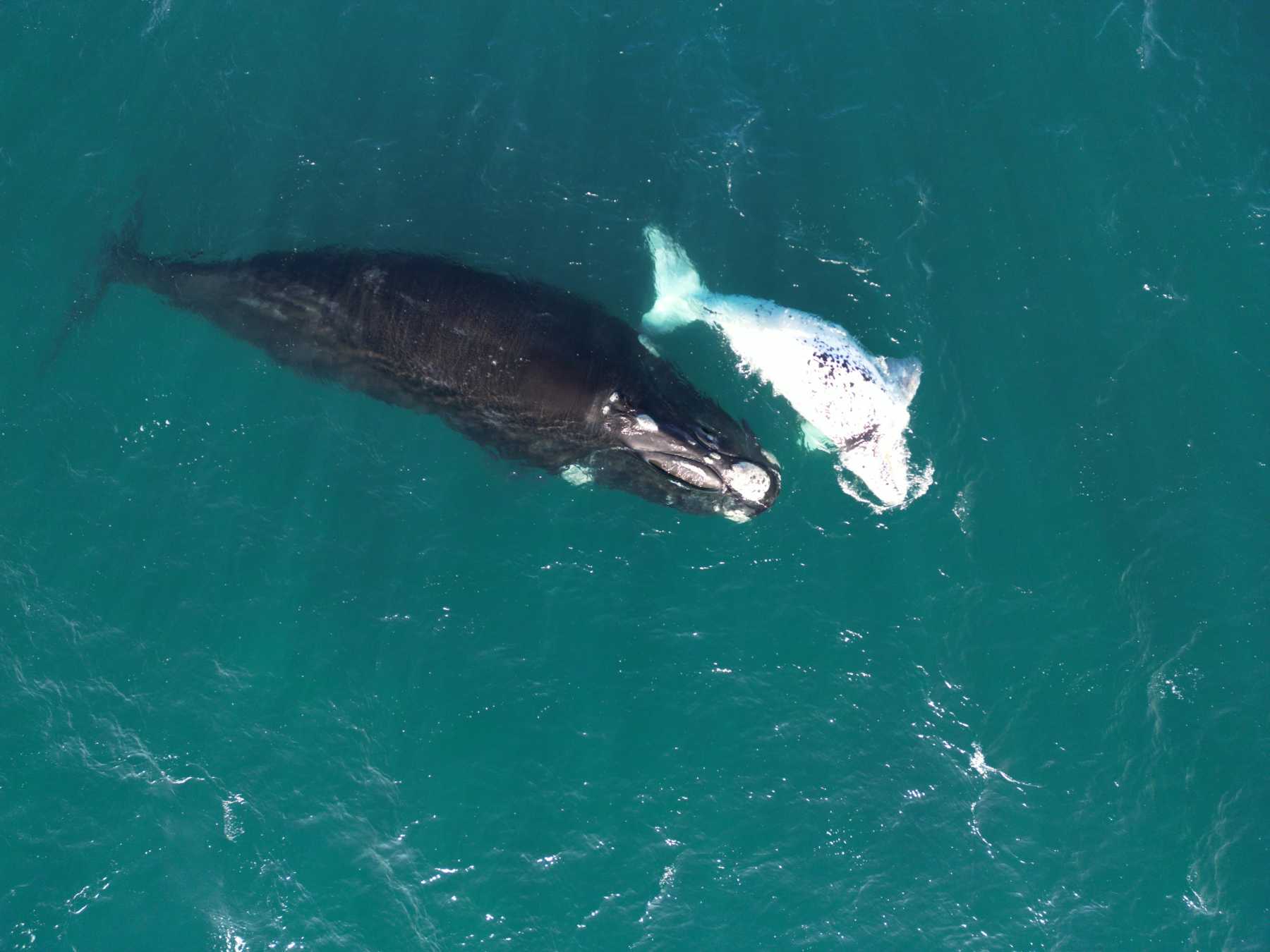 Bienvenido «Blanquito»: fueron a la playa en Puerto Madryn y en el mar ...