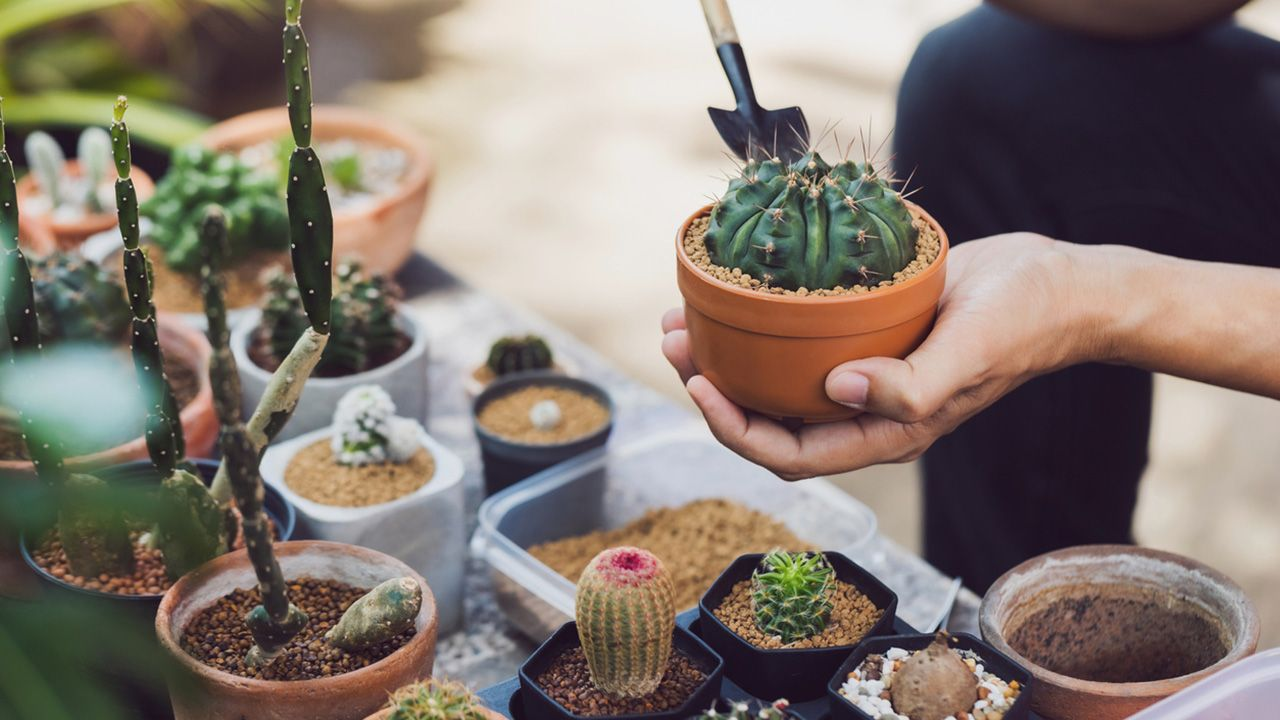 Paso a paso | Cómo cultivar cactus miniatura y qué cuidados necesitan ...