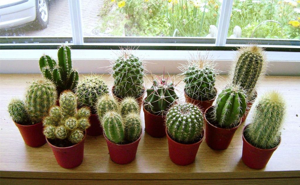 Paso a paso: cómo cultivar cactus miniatura y qué cuidados necesitan ...