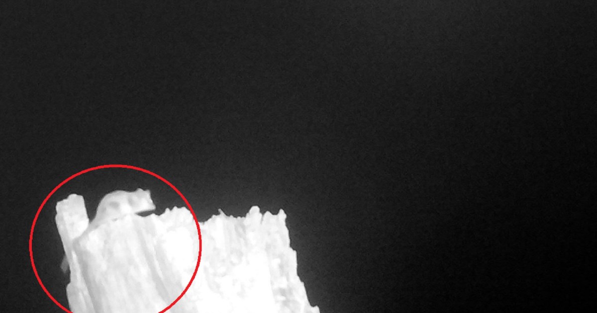 Logran registrar al misterioso monito del monte en el Parque Nacional ...