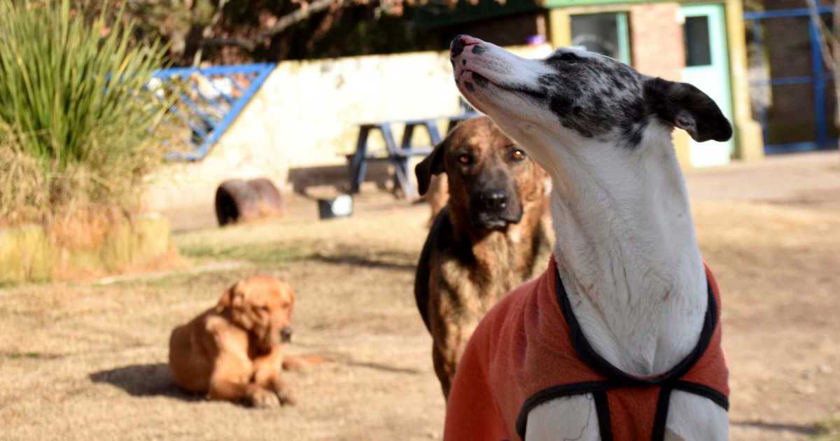“Perros del maltrato”: del encierro al entrenamiento social, lo que ...
