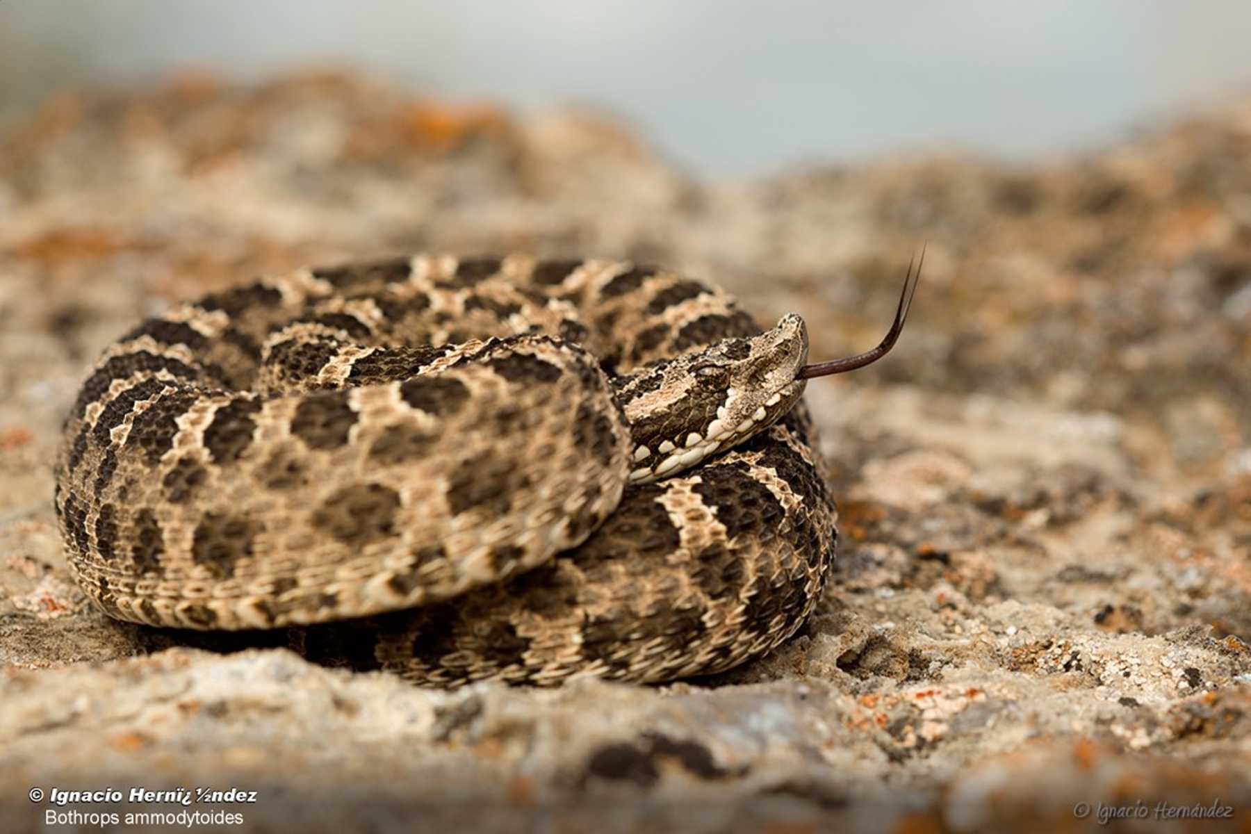 Serpientes en Río Negro y Neuquén: hay cinco especies venenosas, cómo ...