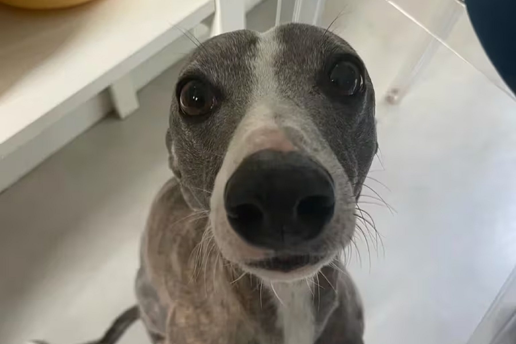A un argentino le perdieron su perro en un vuelo a París y el hermano ...