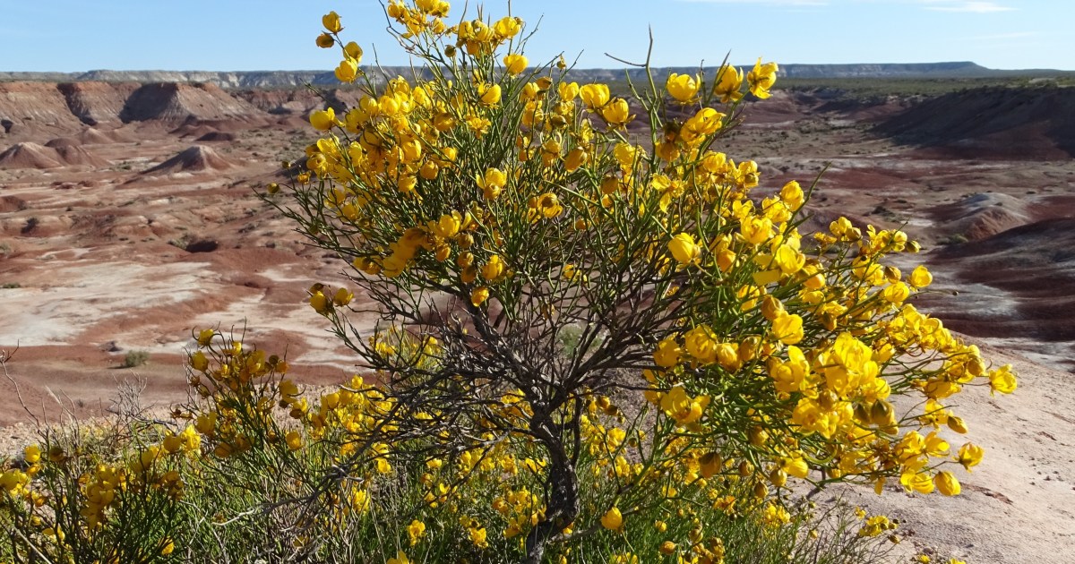 El íncreíble ecosistema del Monte en la Patagonia - Diario Río Negro