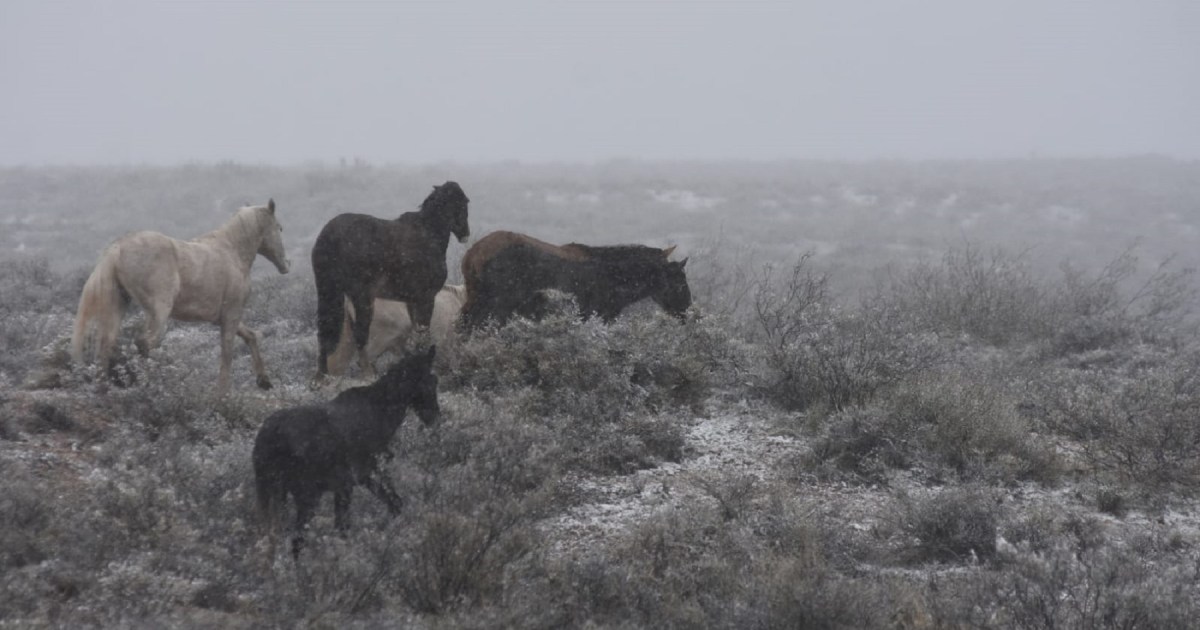 Nieve en el Alto Valle: en imágenes, así cayeron los primeros copos en ...