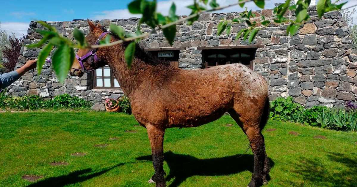 Visitá a los caballos con rulos en octubre: una especie única en ...