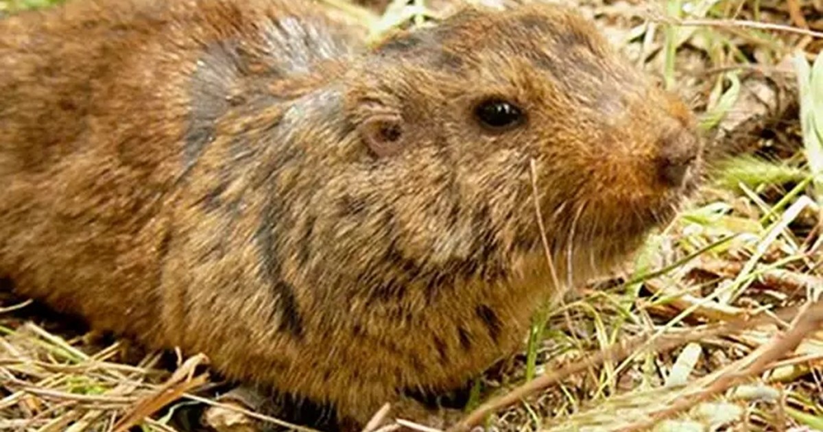 No tienen cola larga ni oreja: por qué estudian a los roedores tuco ...