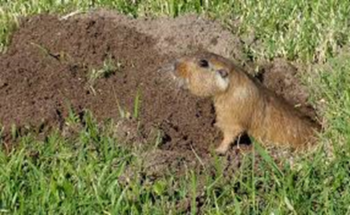 No tienen cola larga ni oreja: por qué estudian a los roedores tuco ...