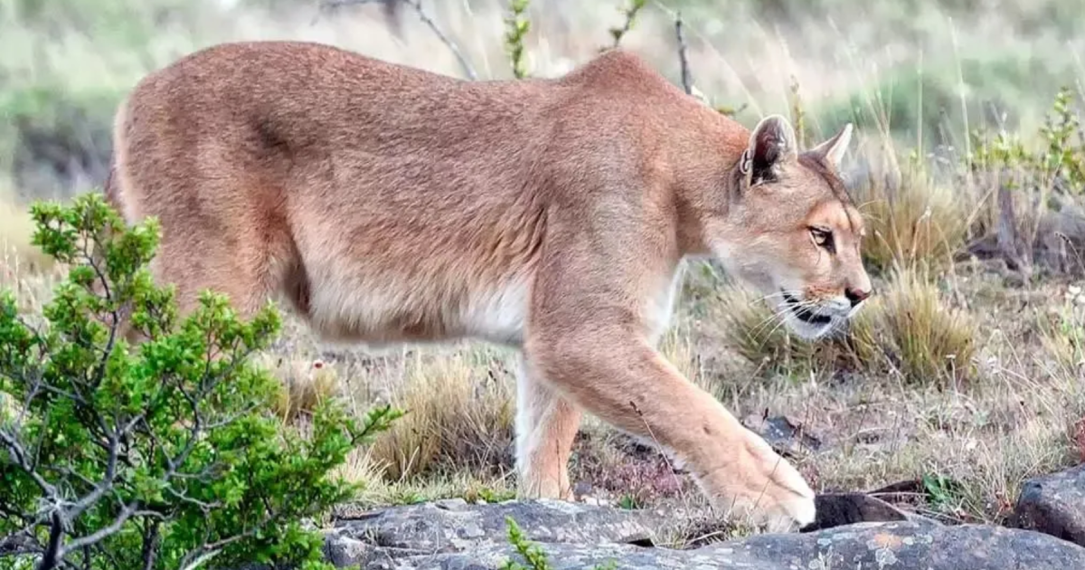 «Matan por matar»: productores en Río Negro enfrentan una catástrofe ...
