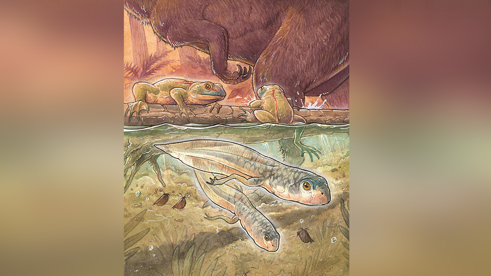 El renacuajo más antiguo del mundo está en la Patagonia: usaron una ...